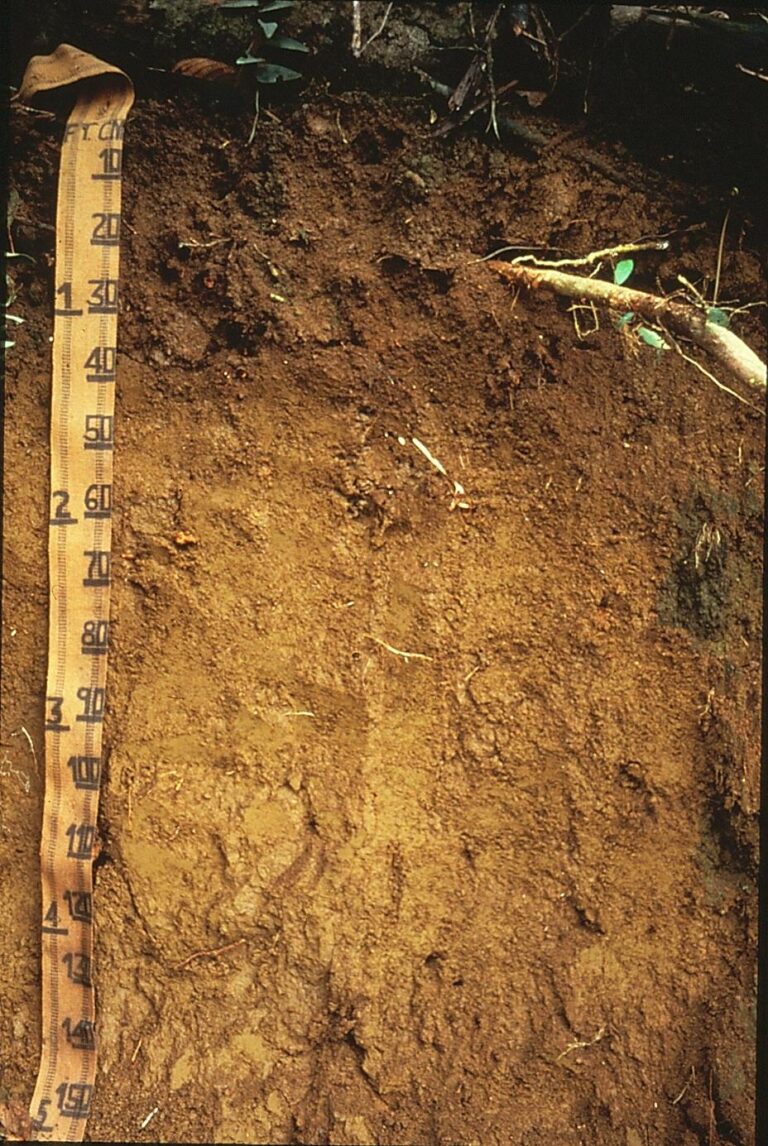 日本の肥沃な土壌のほとんどは火山灰由来の土壌。火山の恵みで作物を栽培 ｜ 渡邉克晃公式サイト | 地学博士のサイエンス教室 グラニット